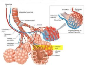 The surface area of the human lungs will surprise - Imaluop