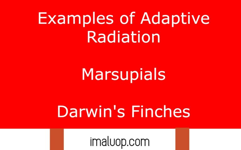 Adaptive Radiation and its Examples - Imaluop - IMALUOP