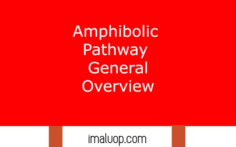 Amphibolic Pathway General Overview - Imaluop - IMALUOP