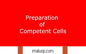 Preparation of Competent Cells - Imaluop - IMALUOP