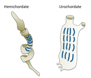 Examples of Hemichordata (3 Important Diagram) - IMALUOP