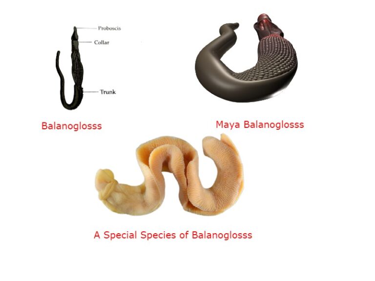 External Morphology of Balanoglossus ( 3 Important Diagram) - IMALUOP