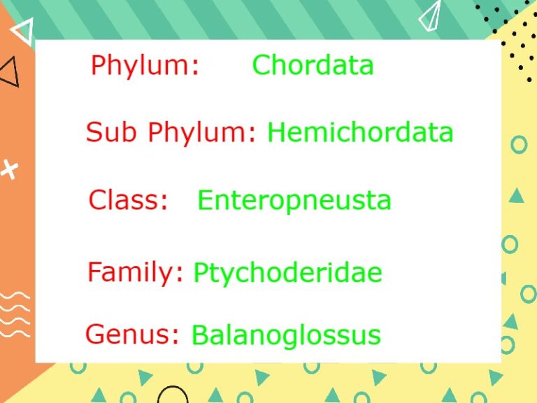 External Morphology of Balanoglossus ( 3 Important Diagram) - IMALUOP