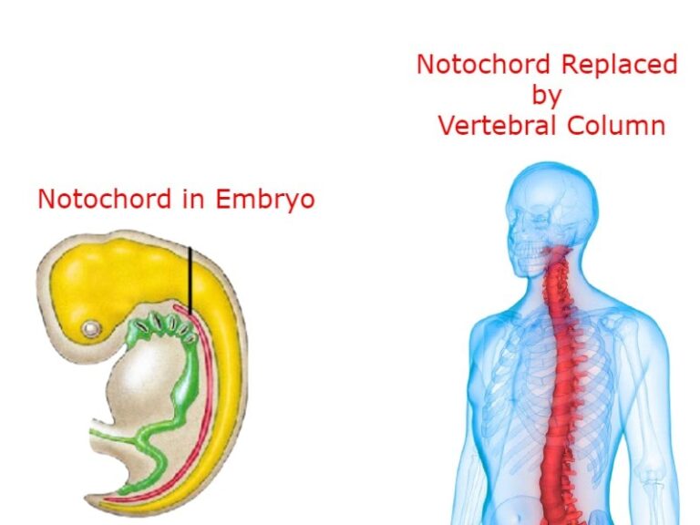 Chordata Definition with Examples (with Diagram) - IMALUOP Chordata Definition with Examples (with Diagram) - IMALUOP