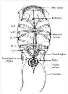 Examples of Subphylum Urochordata (3 Important Diagrams)