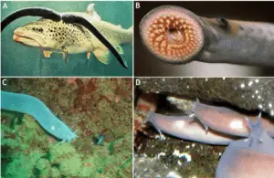Classification of Cyclostomata - IMALUOP