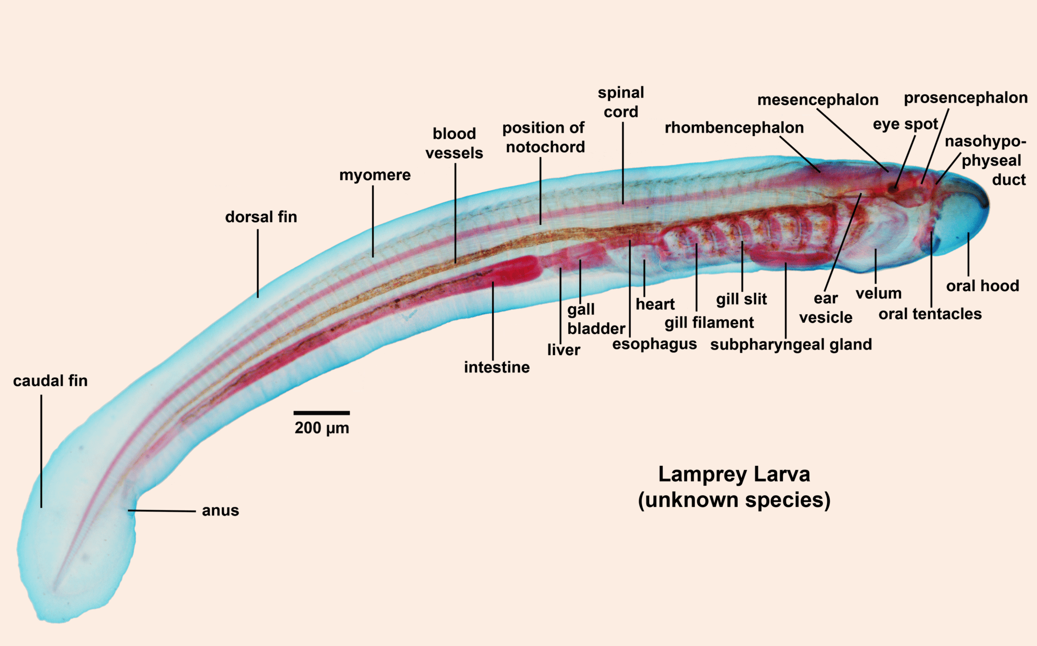 Petromyzon: Habits Habitat Morphology Digestive Reproductive Nervous ...