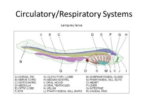 Respiratory System and Circulatory System of Petromyzon - IMALUOP