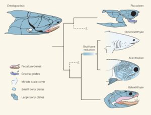 Placodermi: Characteristics Classification Biological Significance