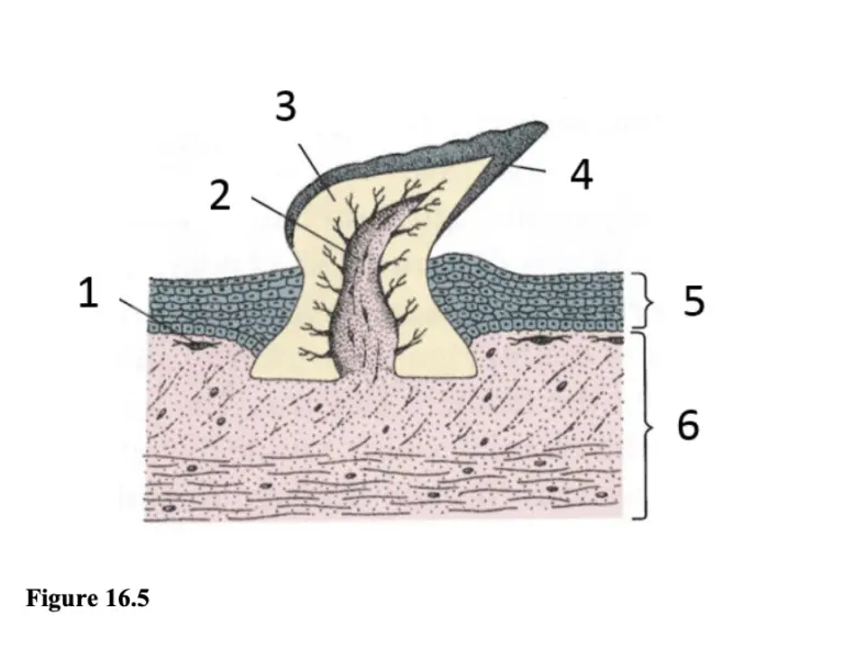 Placoid Scales In Scoliodon (Exoskeleton) - IMALUOP